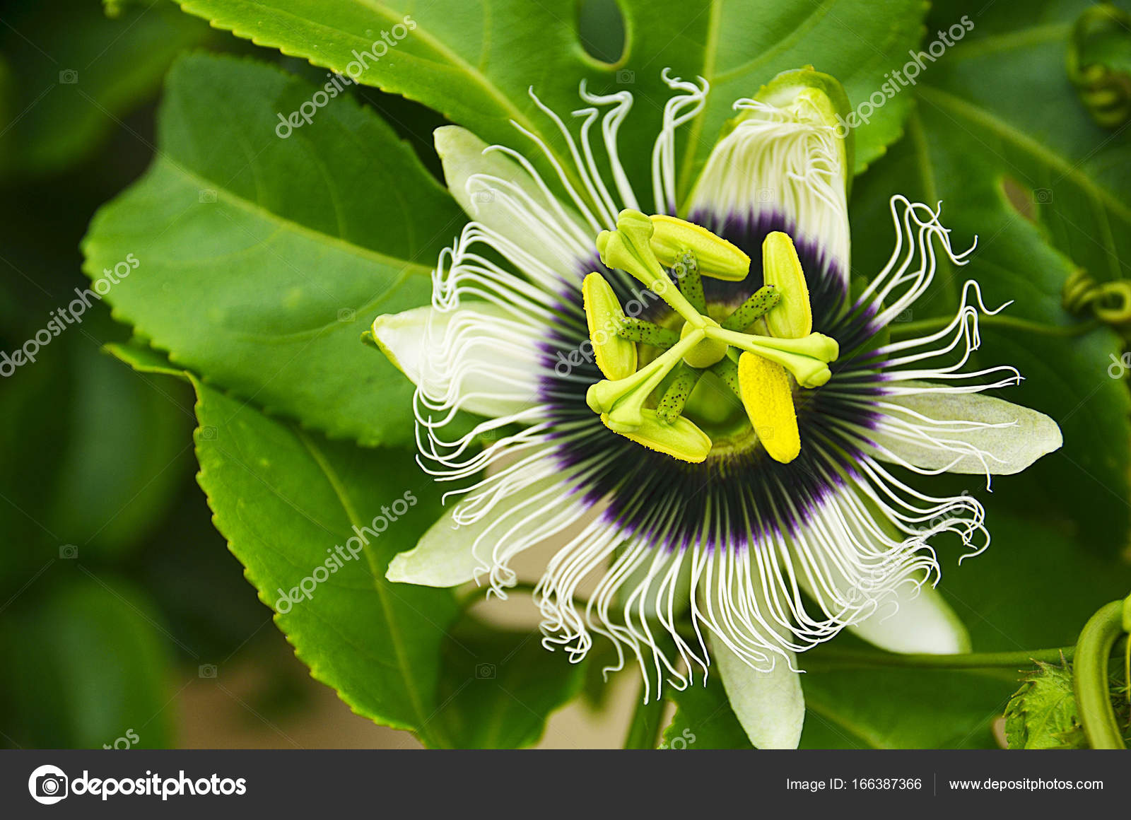 Lilikoi Flower | Best Flower Site