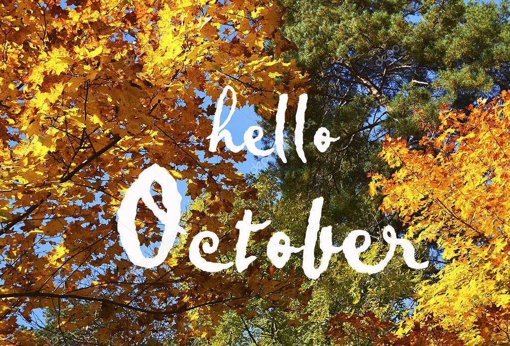 Autumn trees with colourful leaves on a blue sky background.Hello ...