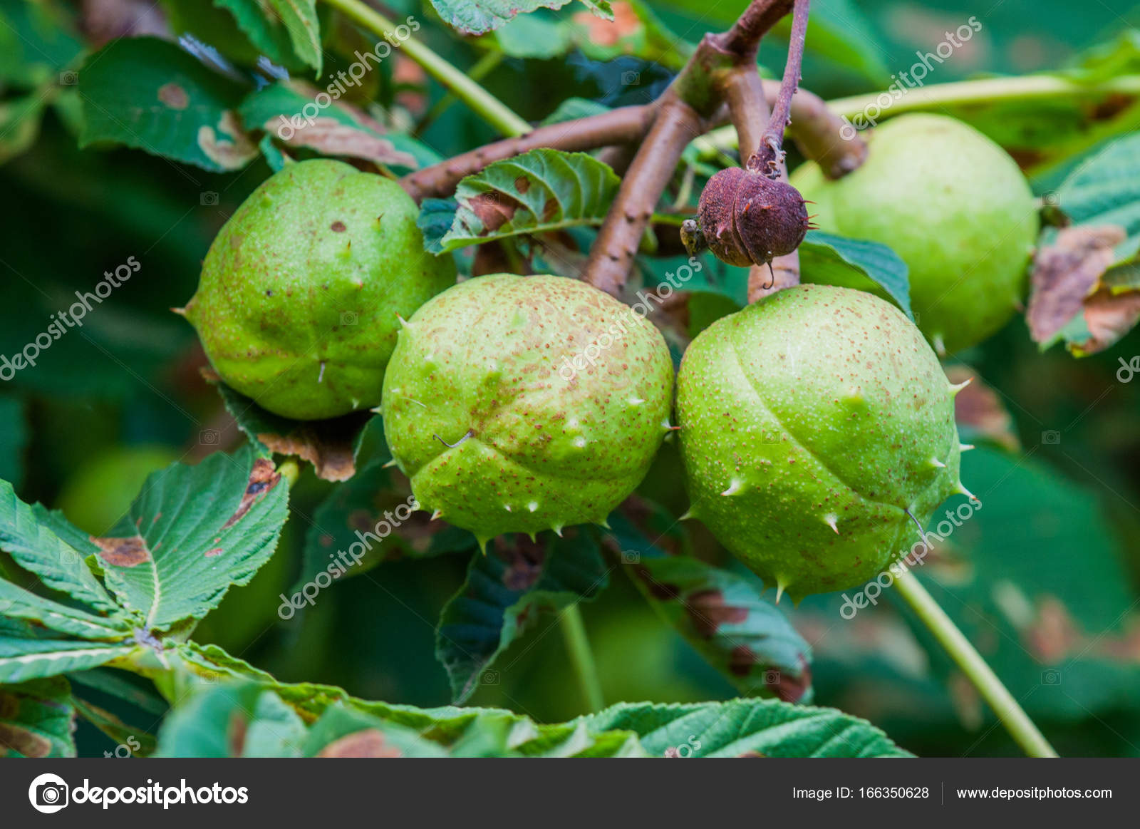 Chestnuts on a tree Stock Photo by ©zannaholstova 166350628