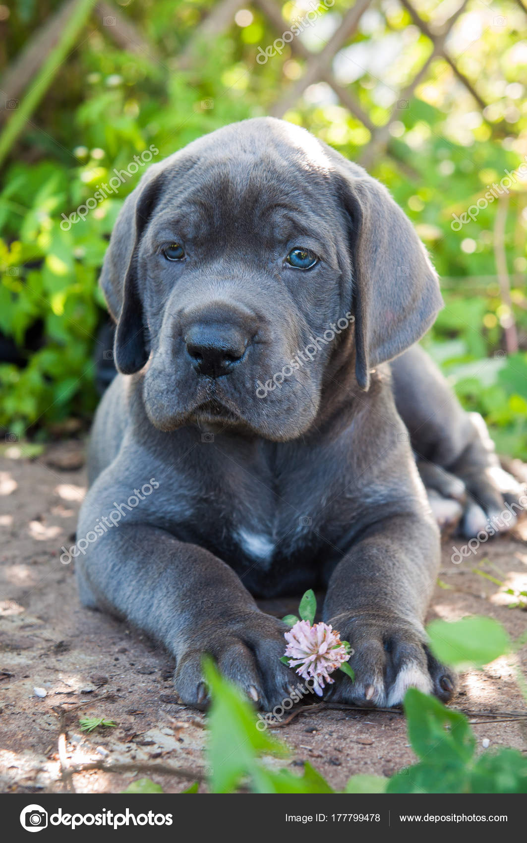 Gray Great Dane With Blue Eyes