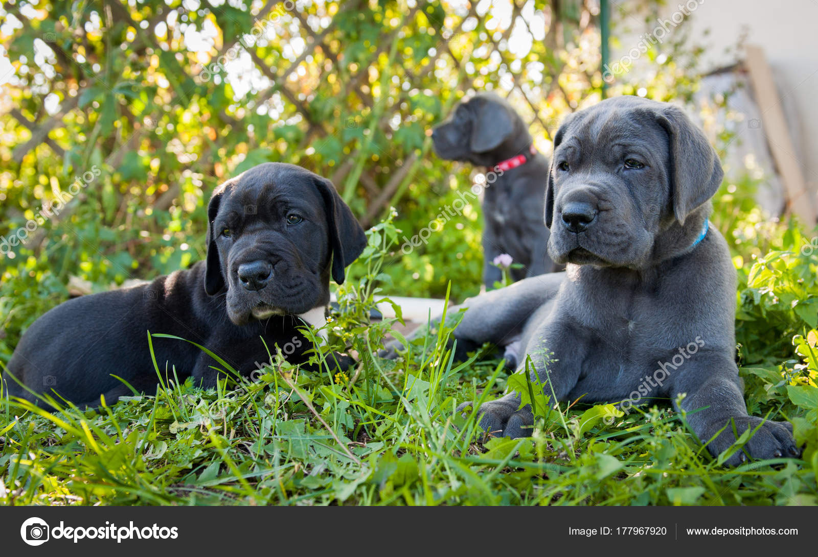 Gray Great Dane With Blue Eyes