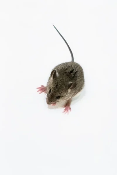 Corpse of a mouse Stock Photos, Royalty Free Corpse of a mouse Images ...