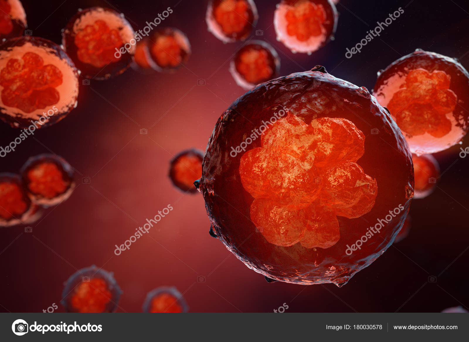 3D illustration Early stage embryo. Morula is an early stage embryo ...