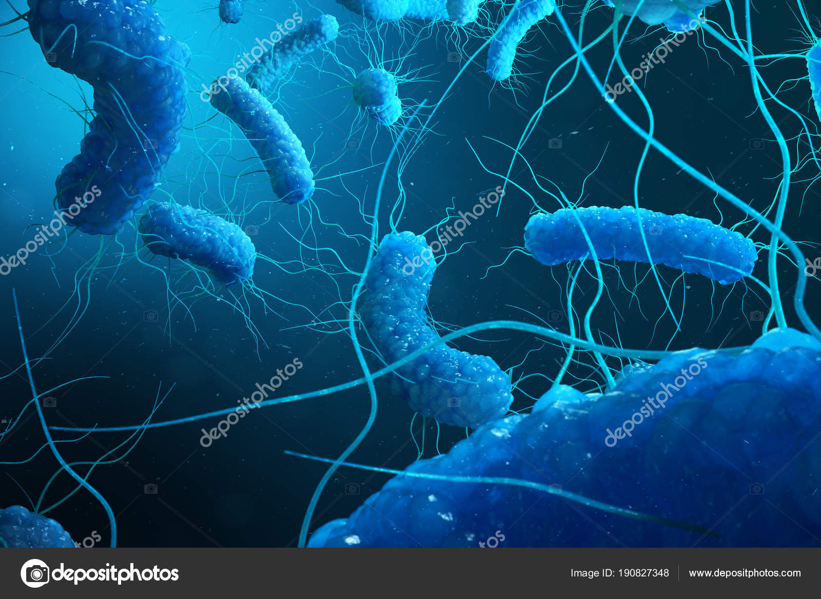 Enterobacterias Gram Negativas Proteobacteria Bacteria Salmonella ...