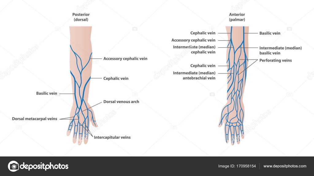 Antebrachial Vein