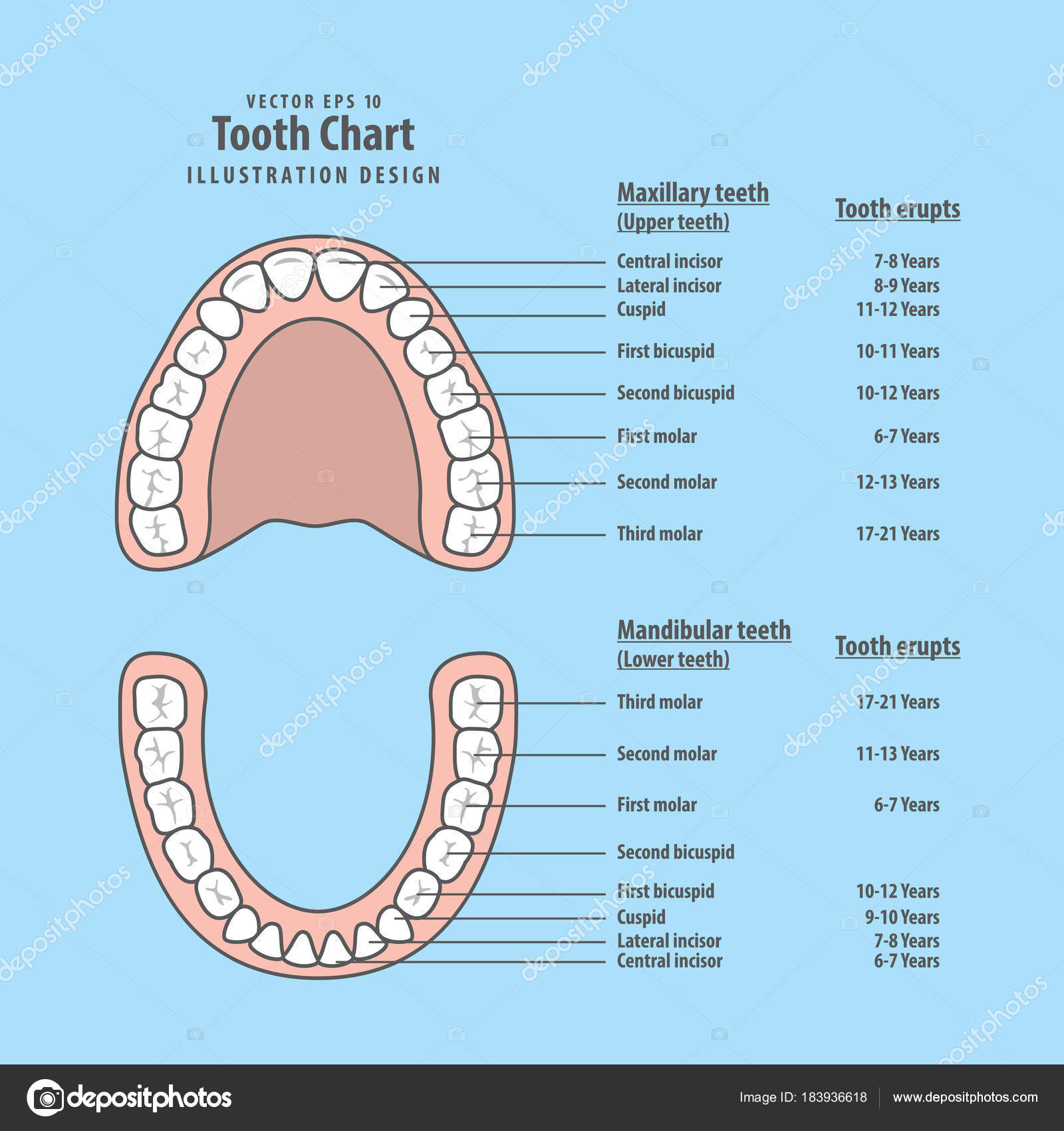 Tooth chart with tooth erupts illustration vector on blue backgr Stock ...
