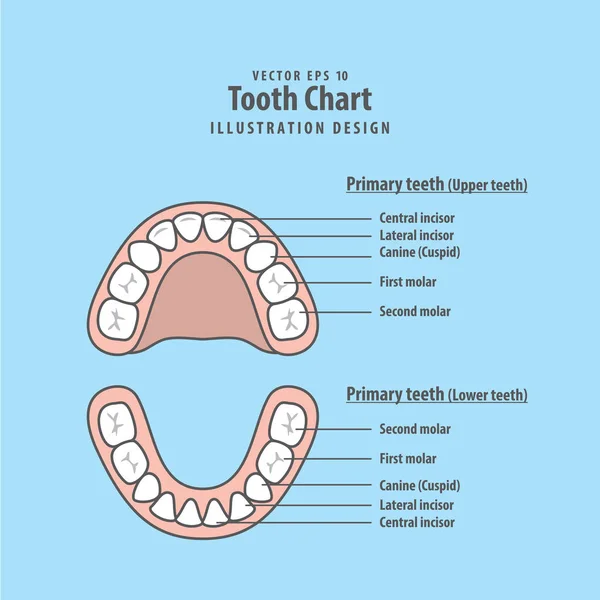 Diente Gráfico Dientes primarios ilustración vector sobre fondo azul 2023