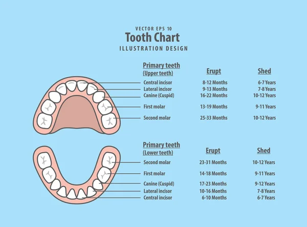 Tooth chart Vector Art Stock Images | Depositphotos