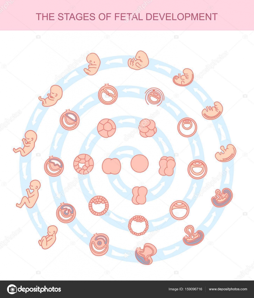 Vector Illustration Stages Of Fetal Development Isolated On White