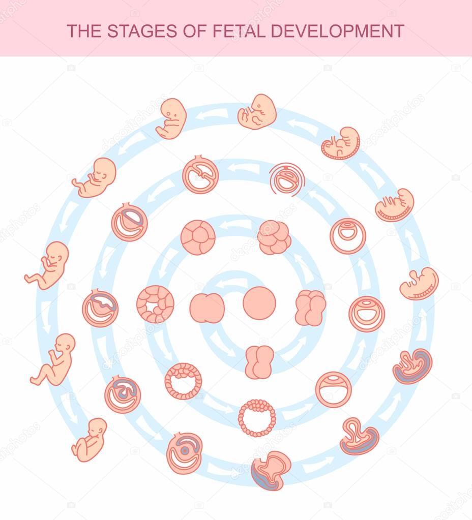 Vector illustration stages of fetal development. isolated on white ...