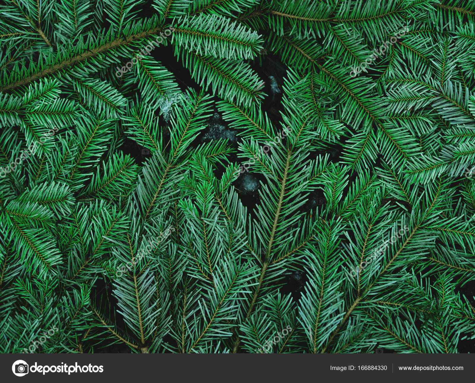 Conifer Leaf