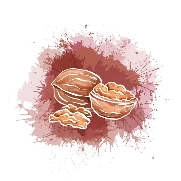 Nuez de dibujos animados imágenes de stock de arte vectorial ...