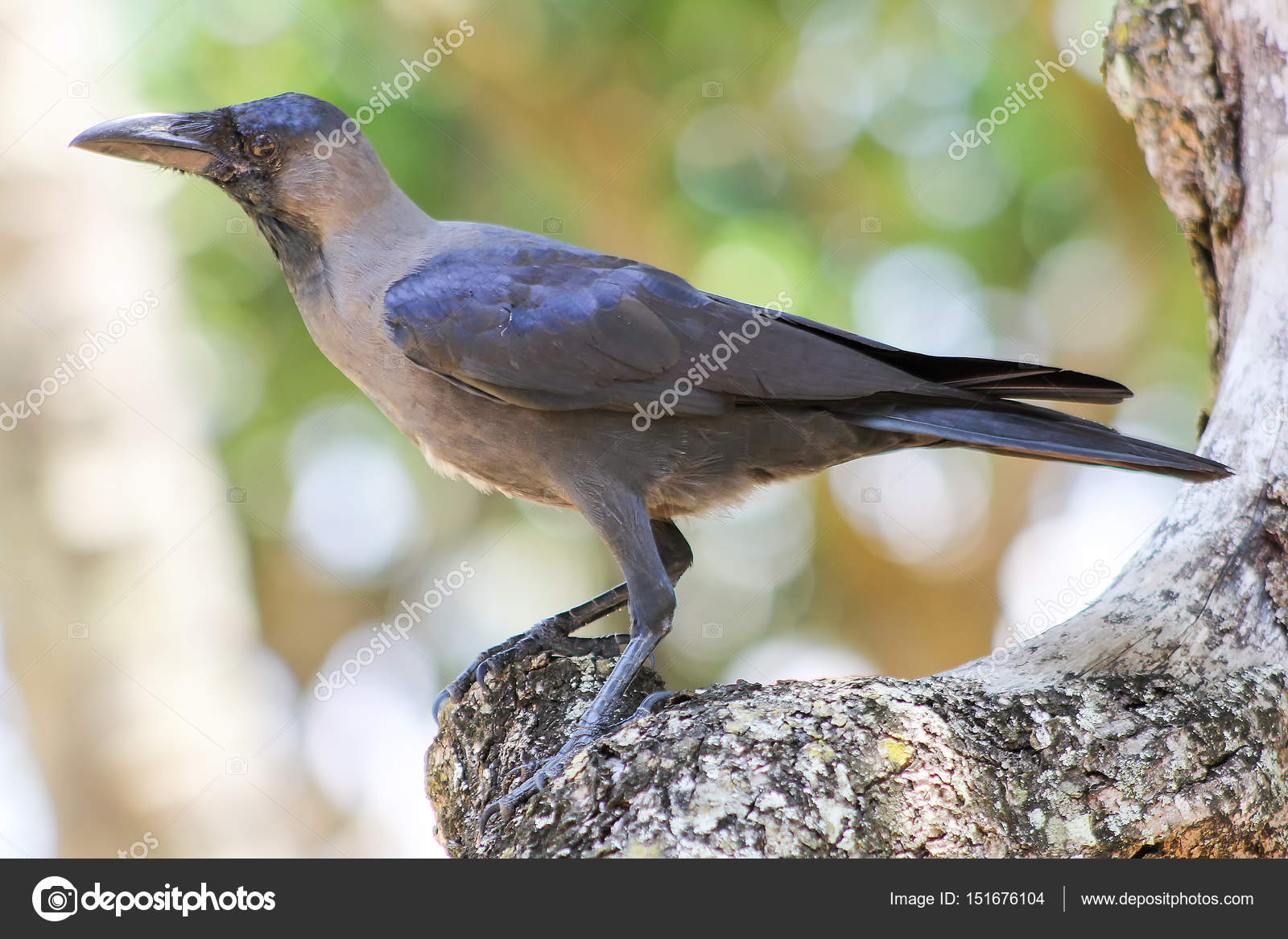 Crow on the tree — Stock Photo © Tsalvit #151676104