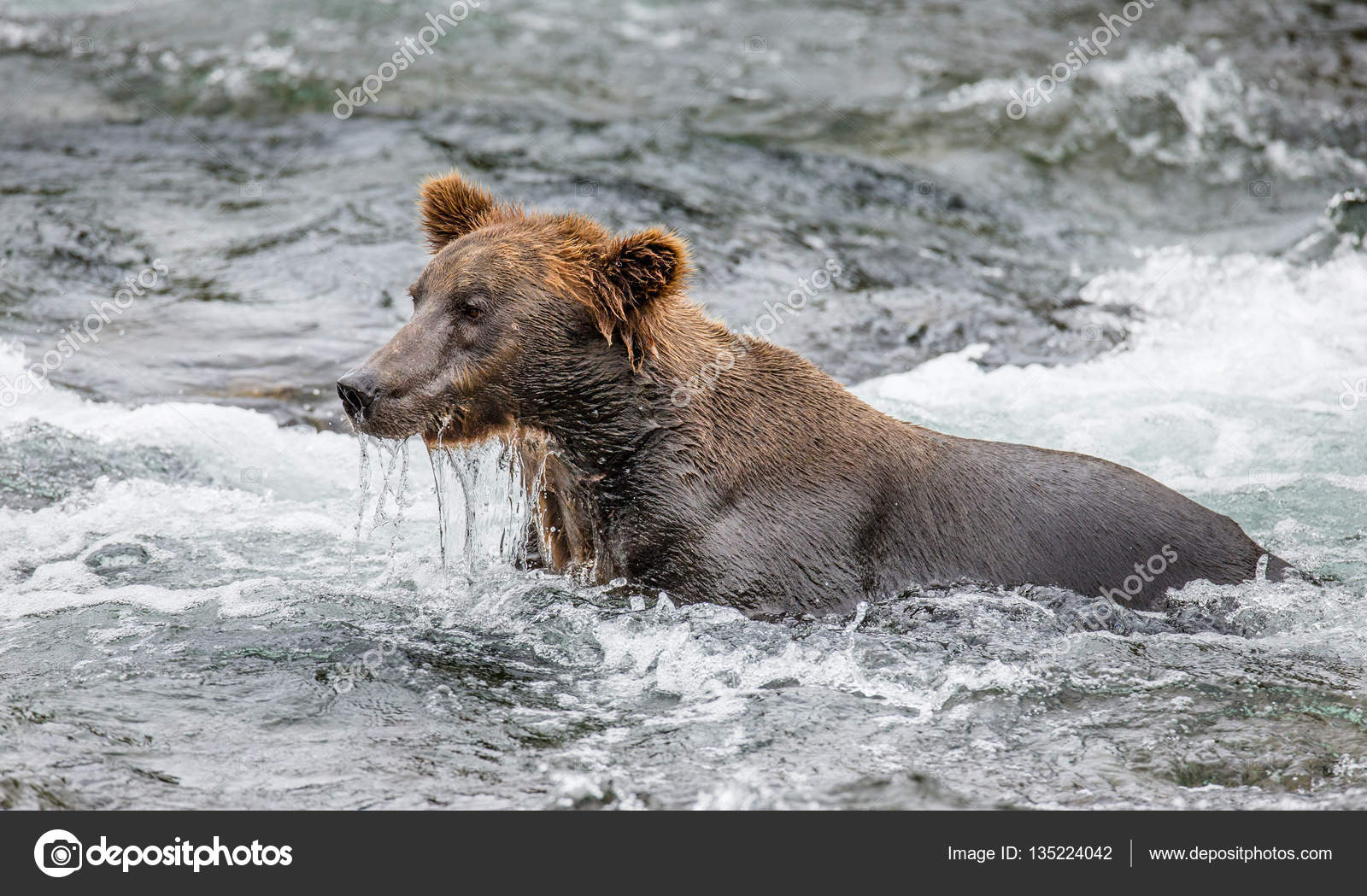 Brown bear in mountain river — Stock Photo © GUDKOVANDREY #135224042