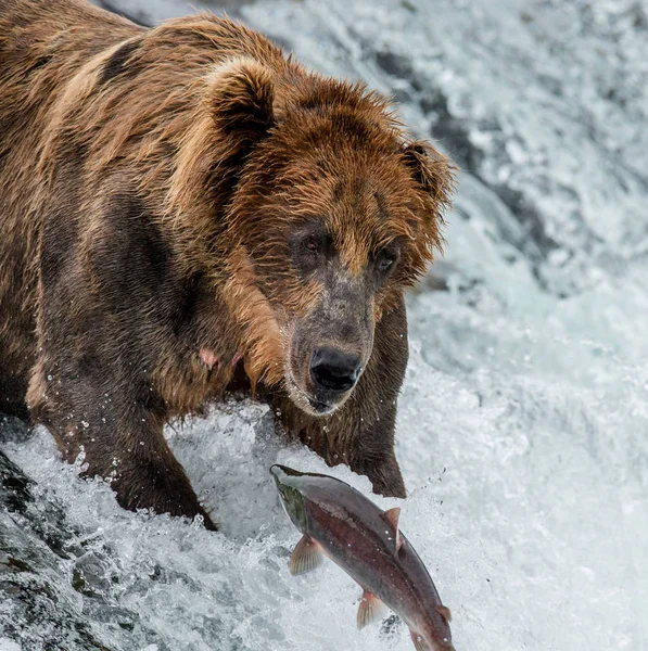ᐈ Bears catching fish stock pictures, Royalty Free bear catching salmon ...