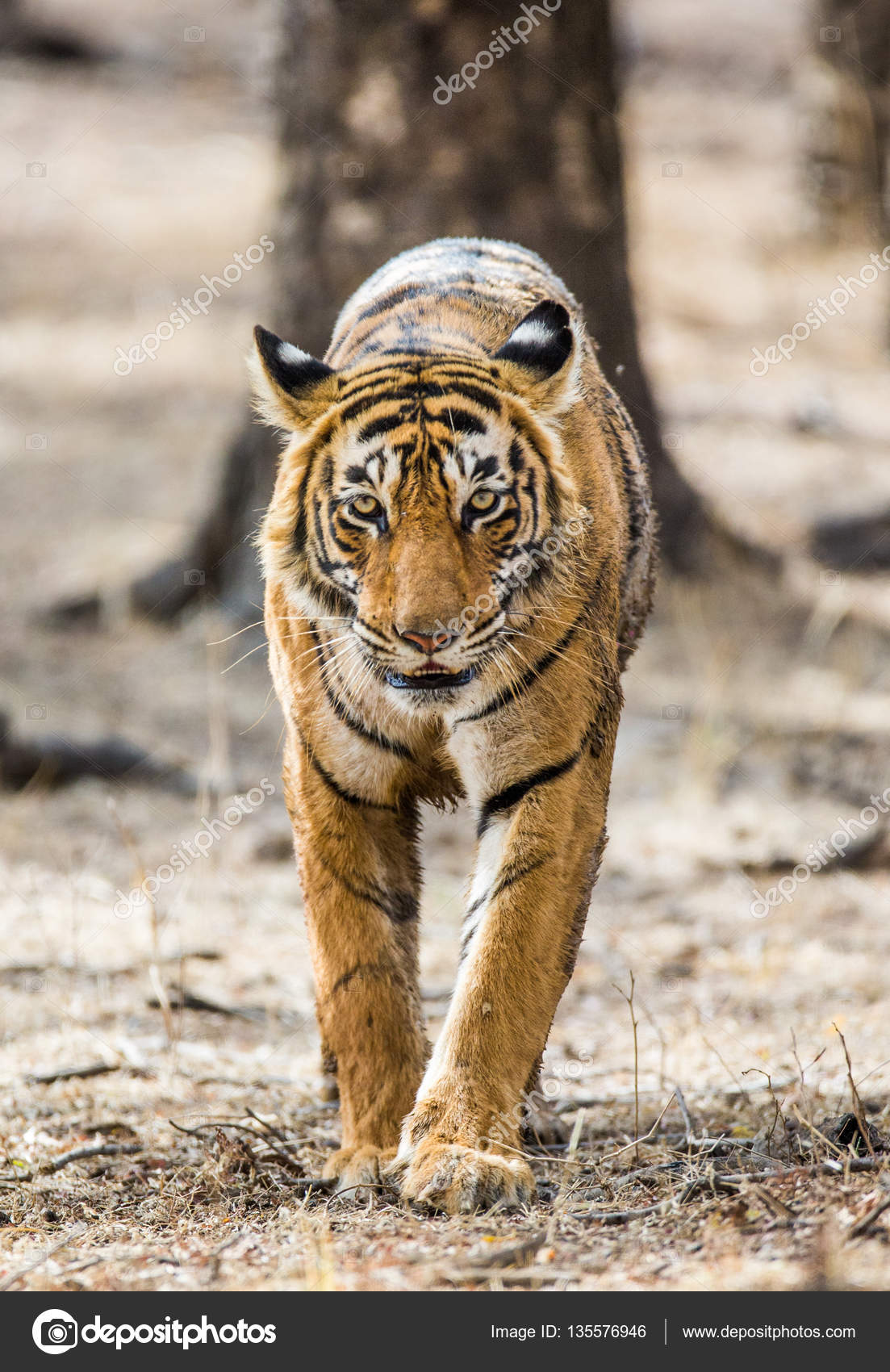Tiger goes among trees Stock Photo by ©GUDKOVANDREY 135576946