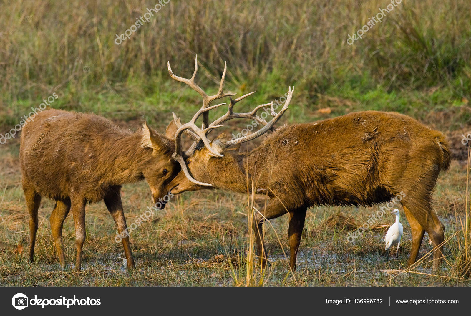 Two deer fighting each other Stock Photo by ©GUDKOVANDREY 136996782