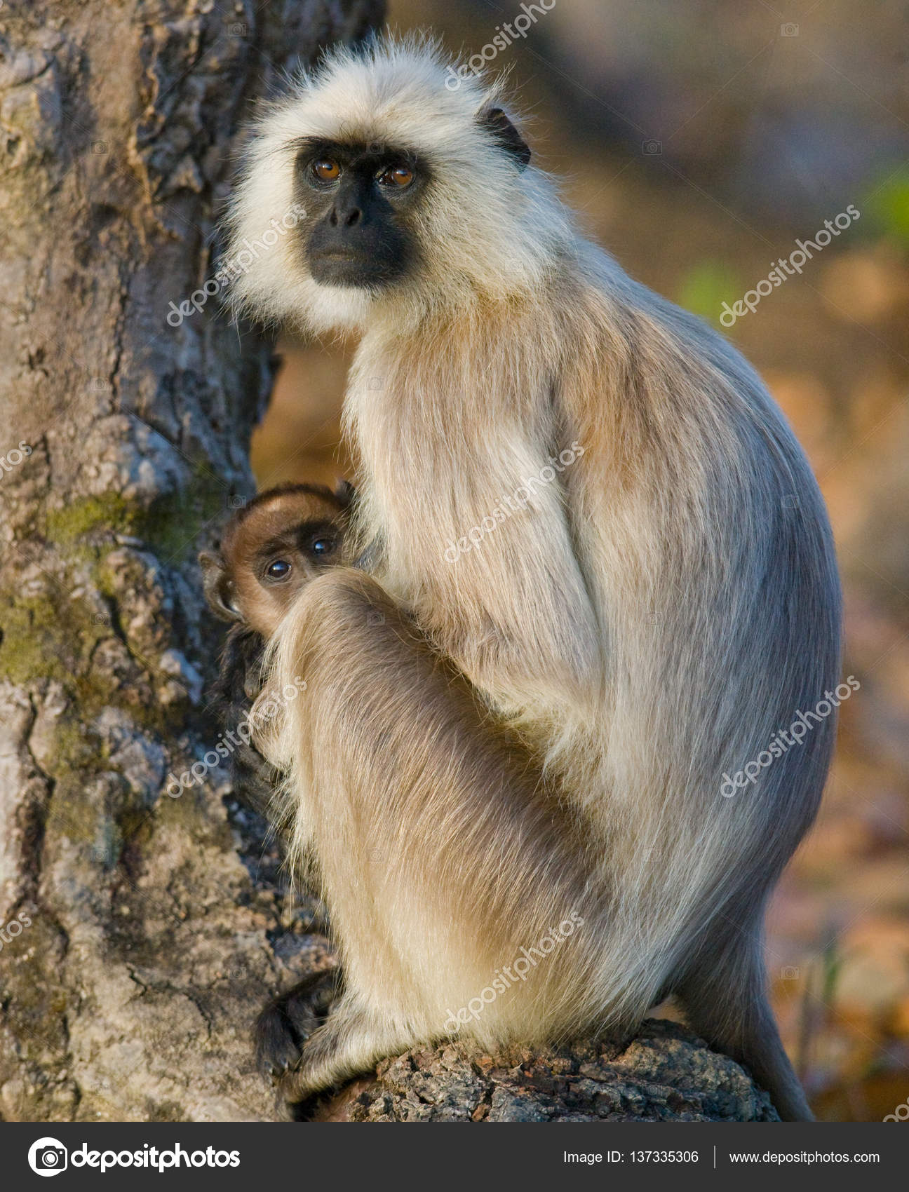 Mother and baby Langur Monkeys — Stock Photo © GUDKOVANDREY #137335306