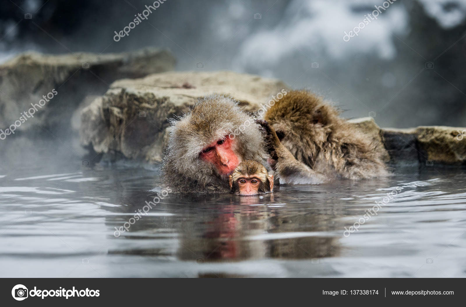 Japanese macaques in water in hot spring. — Stock Photo © GUDKOVANDREY ...