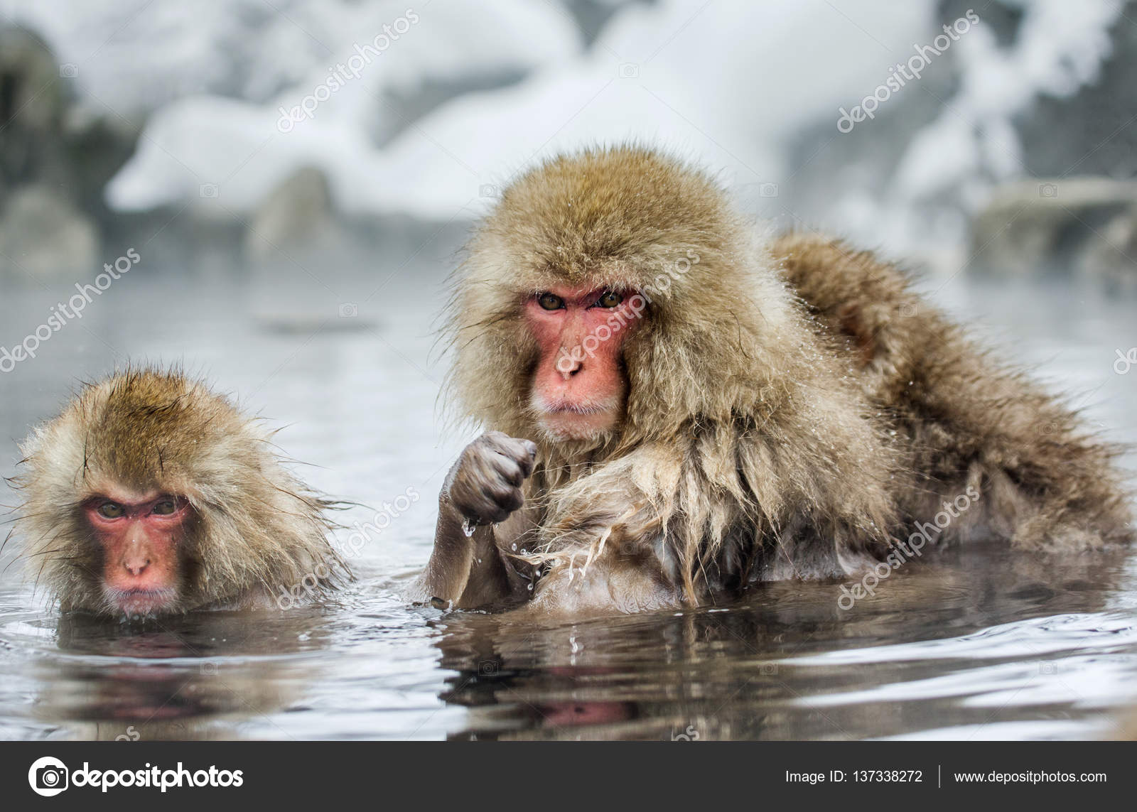 Macacos japoneses en agua en aguas termales .: fotografía de stock ...