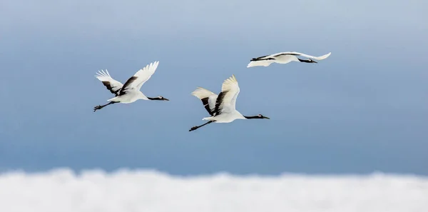 Japan birds Stock Photos, Royalty Free Japan birds Images | Depositphotos
