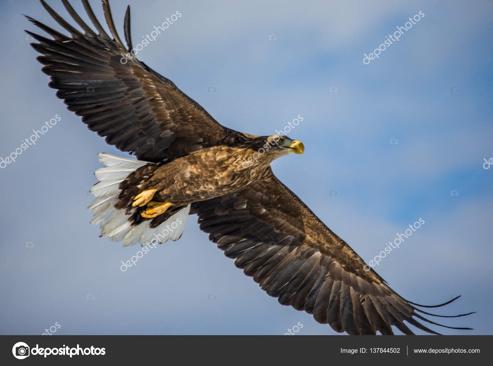White-tailed eagle in flight Stock Photo by ©GUDKOVANDREY 137844502