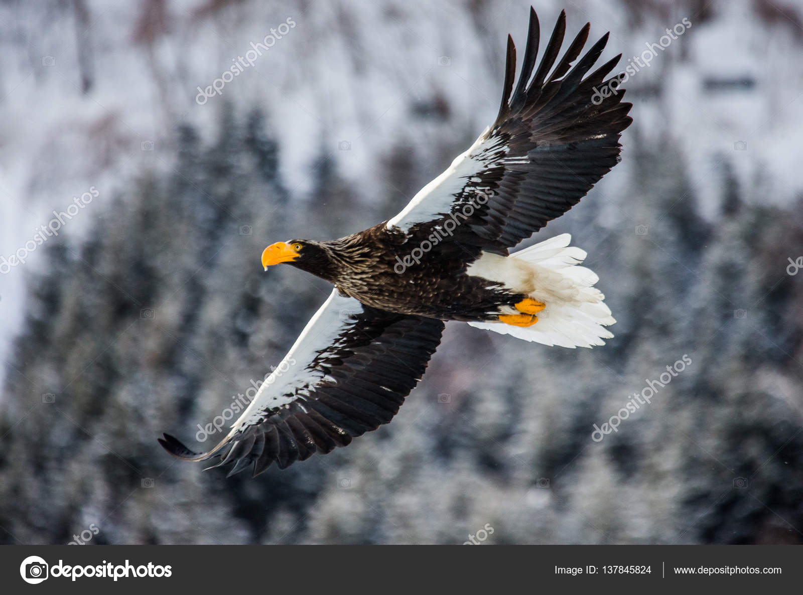 Steller's sea eagle in flight Stock Photo by ©GUDKOVANDREY 137845824