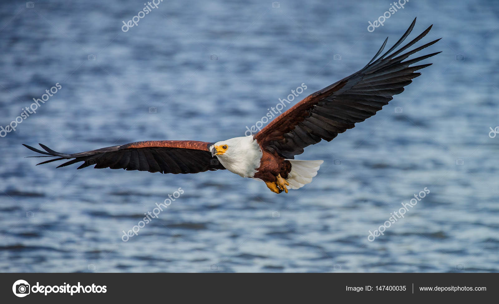 African fish eagle in flight. — Stock Photo © GUDKOVANDREY #147400035