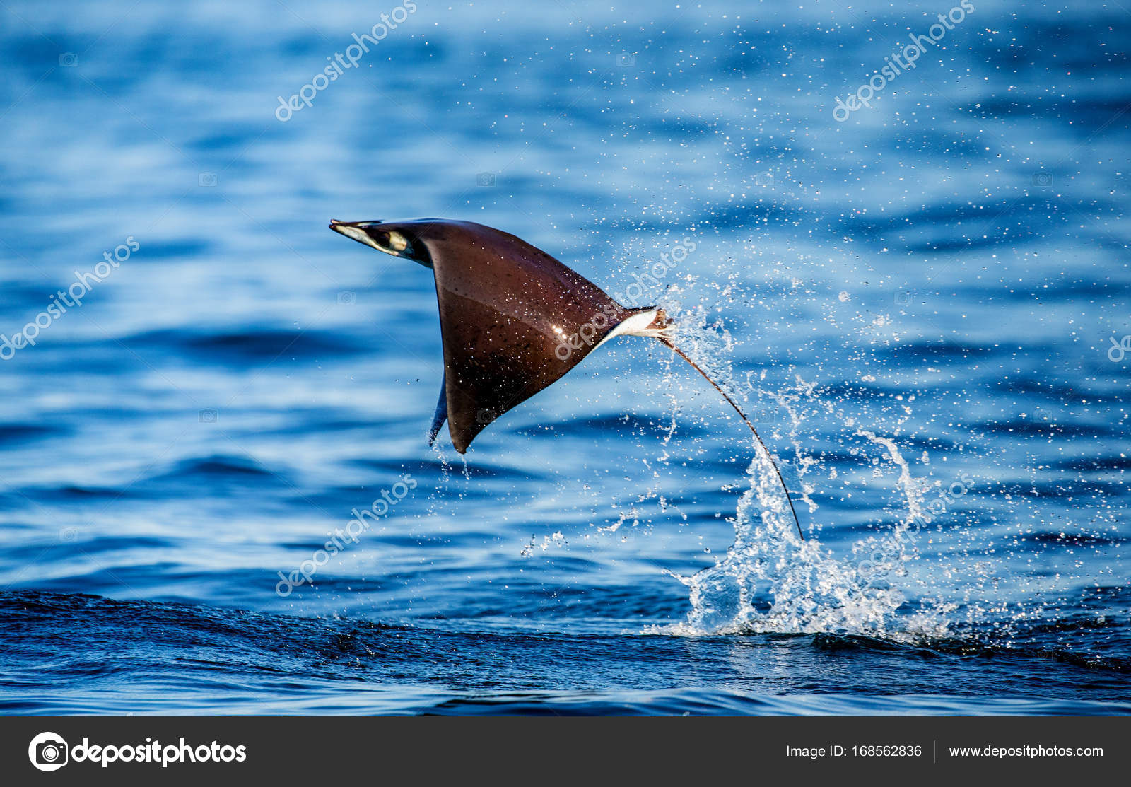 Mobula ray jumping out of water — Stock Photo © GUDKOVANDREY #168562836