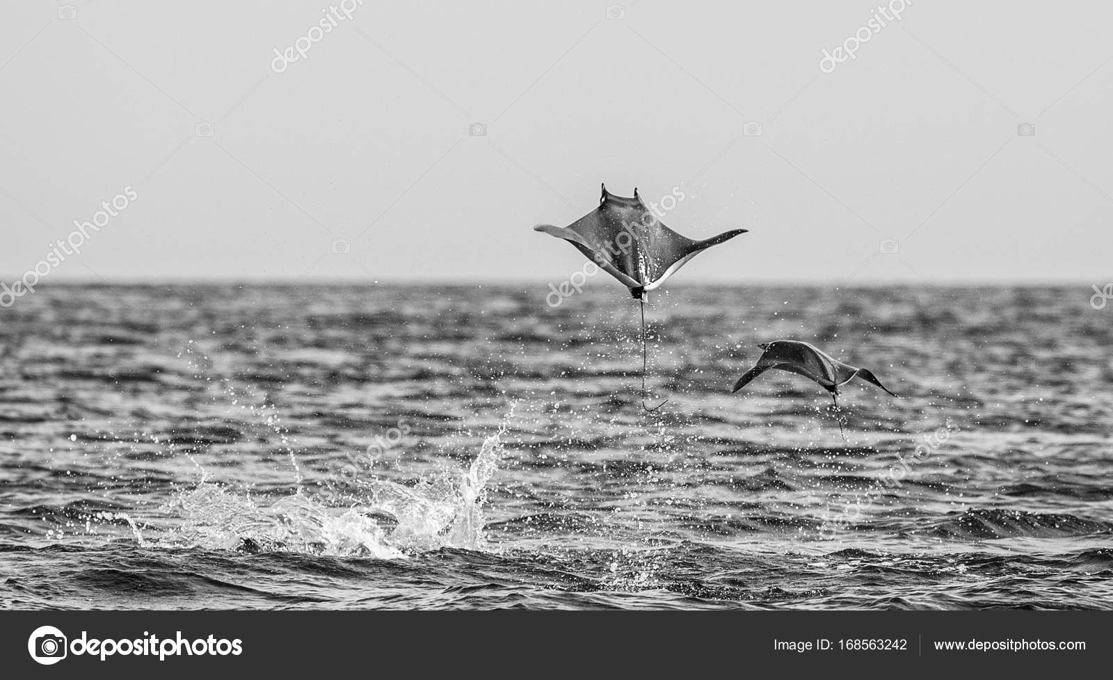 Mobula rays jumping out of water — Stock Photo © GUDKOVANDREY #168563242