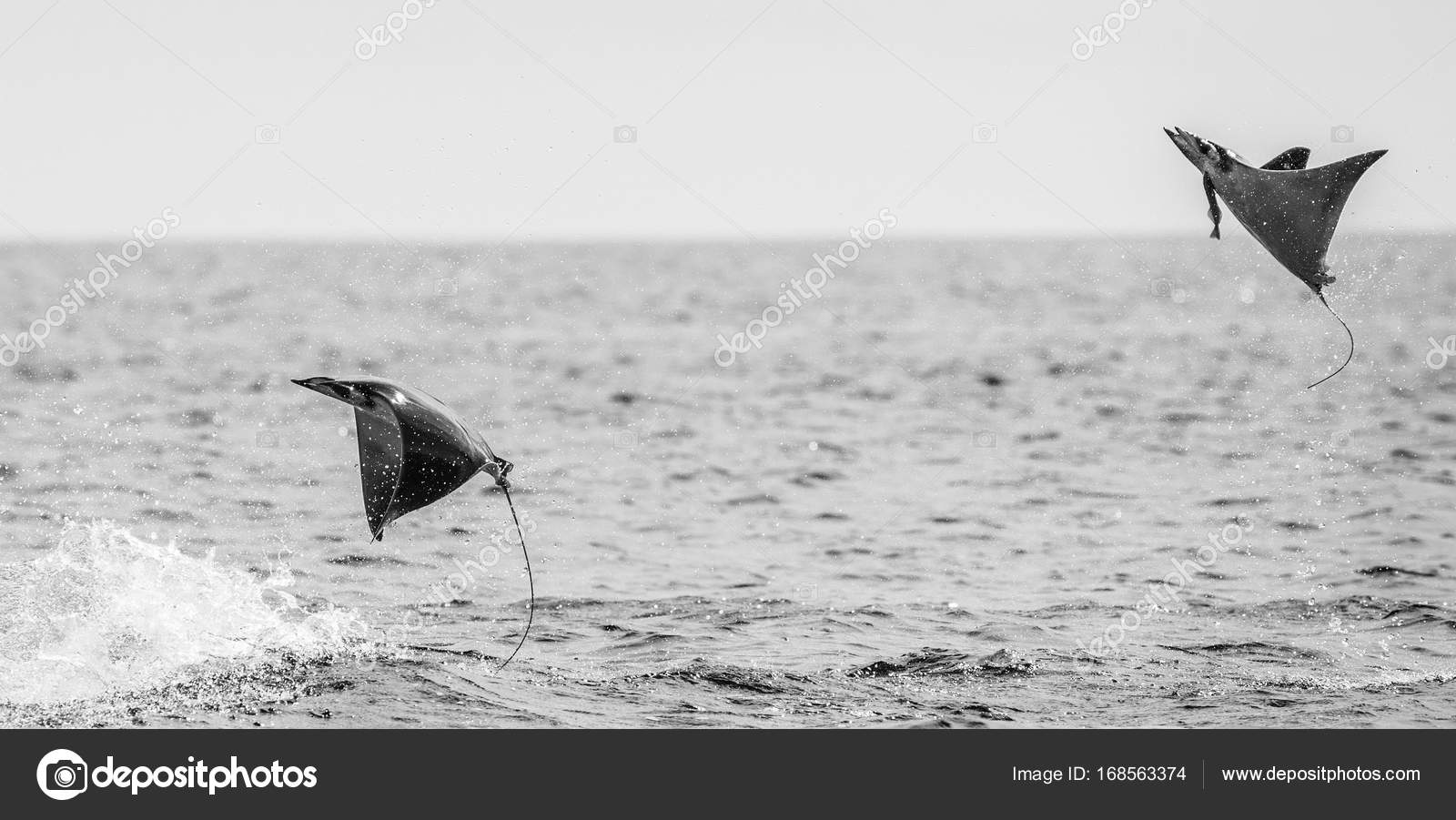 Mobula rays jumping out of water Stock Photo by ©GUDKOVANDREY 168563374