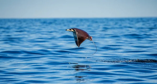 Mobula ray jumping out of water Stock Photo by ©GUDKOVANDREY 168562692