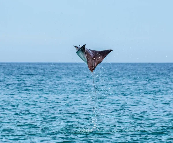 Mobula ray jumping out of water Stock Photo by ©GUDKOVANDREY 168563336