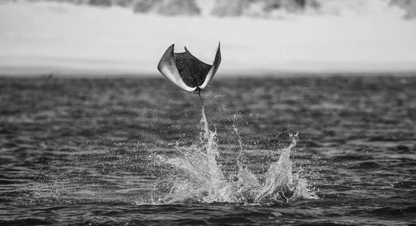 Mobula ray jumping out of water Stock Photo by ©GUDKOVANDREY 168563336