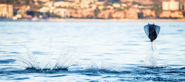 Mobula ray jumping out of water Stock Photo by ©GUDKOVANDREY 168563336