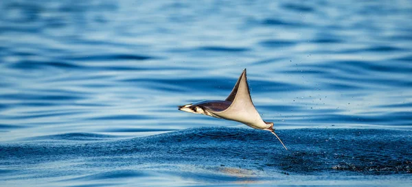Mobula ray jumping out of water Stock Photo by ©SURZet 145116101