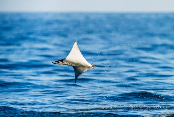 Mobula ray jumping out of water Stock Photo by ©GUDKOVANDREY 168562764