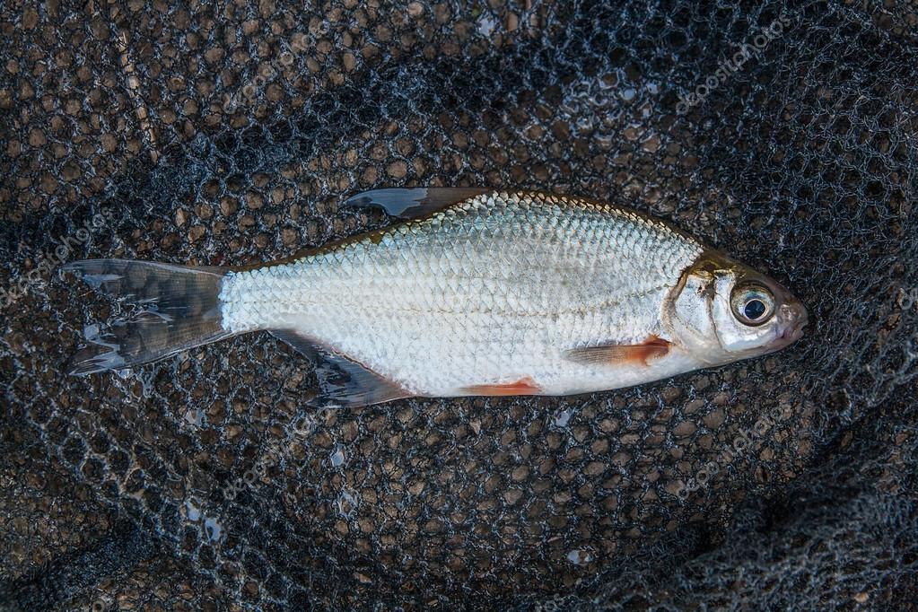 Several ablet or bleak fish, roach and bream fish on the natural Stock ...