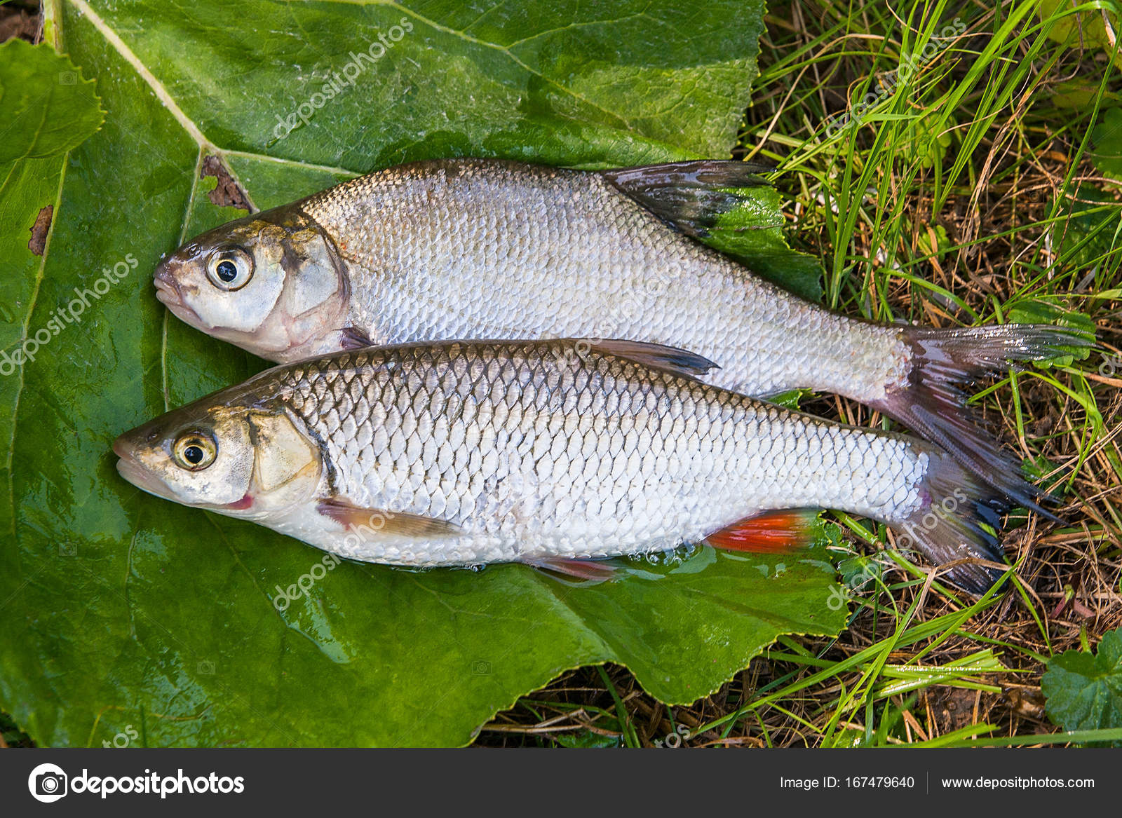 Freshwater common bream and European chub fish on natural backgr ...
