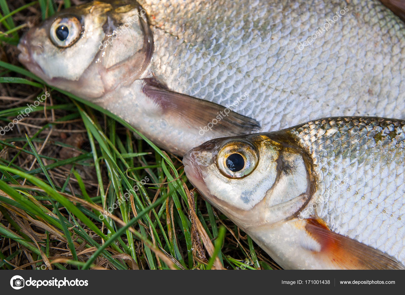Freshwater common bream and white bream or silver bream fish on Stock ...