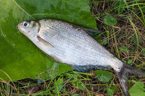Close up view of the single white bream or silver fish on the na ...