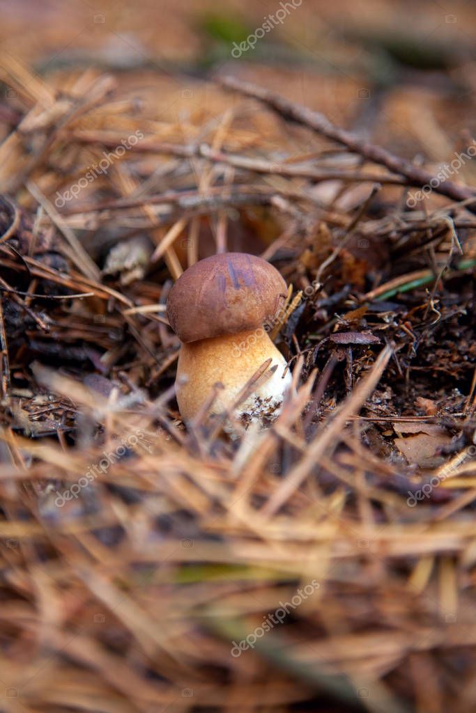 Imleria badia o Boletus badius com nmente conocido como el bolete de la ...