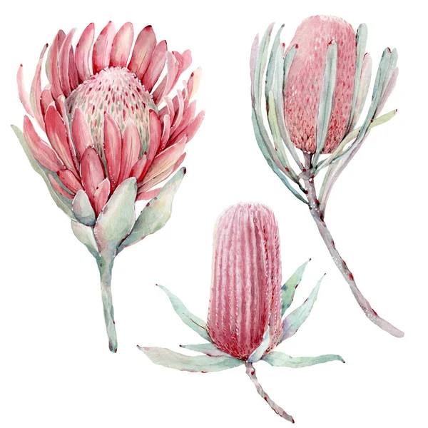 Australian flowers Stock Photos, Royalty Free Australian flowers Images ...