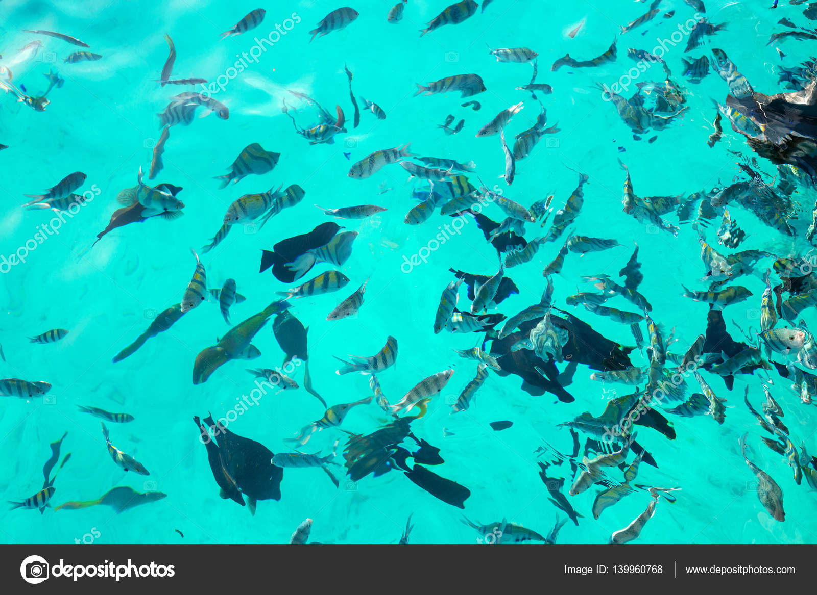 Variety tropical fish. Underwater world. Top view — Stock Photo ...
