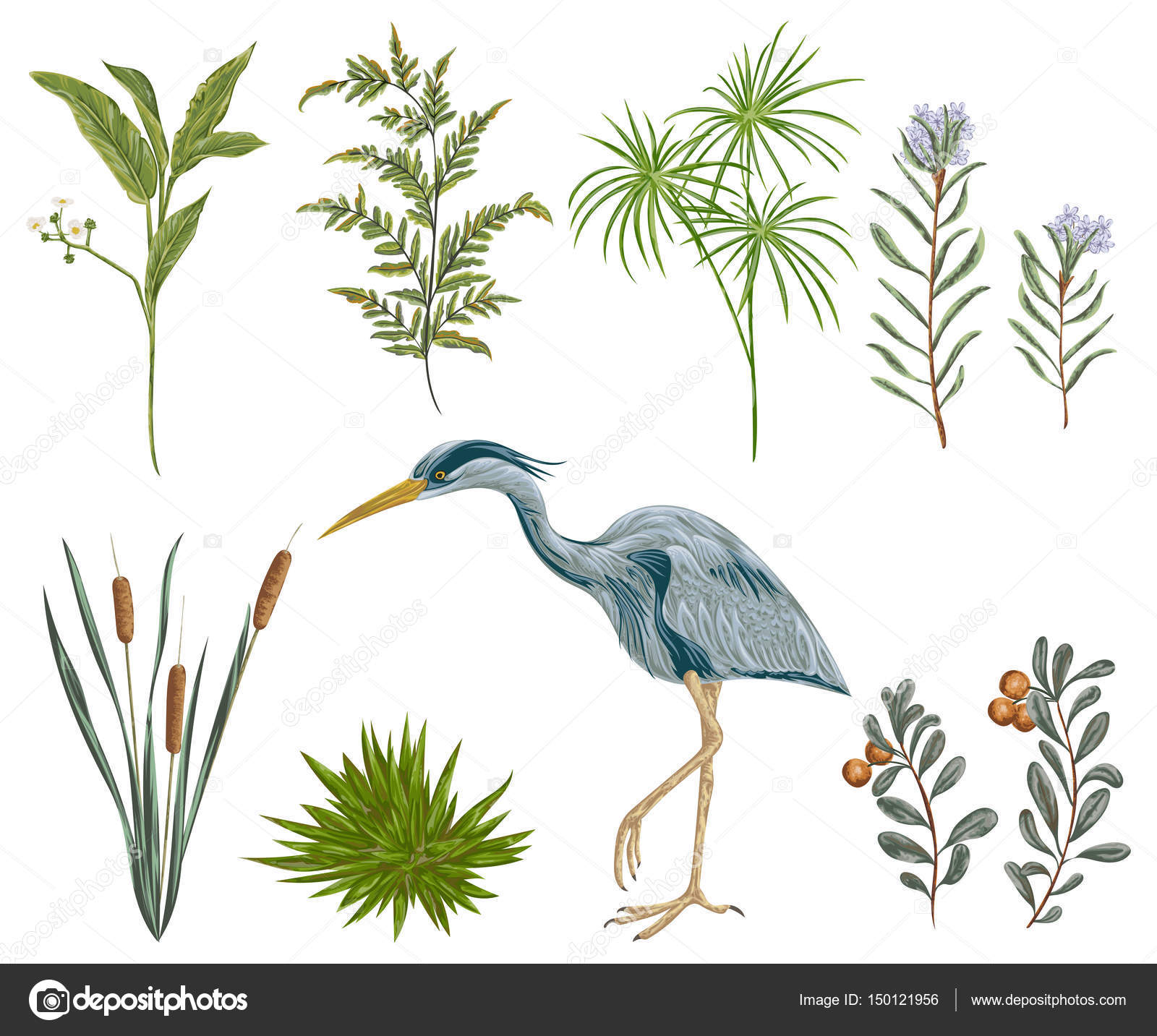 Swamp Plants Drawings