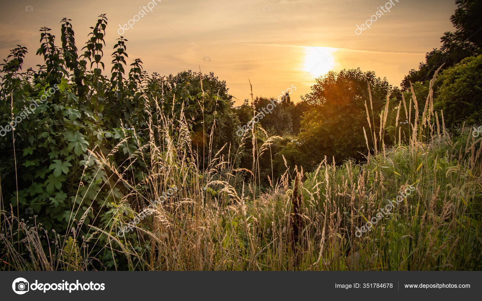 Cloudy Sunrise Illuminates Summer Vegetation Reading — Stock Photo ...