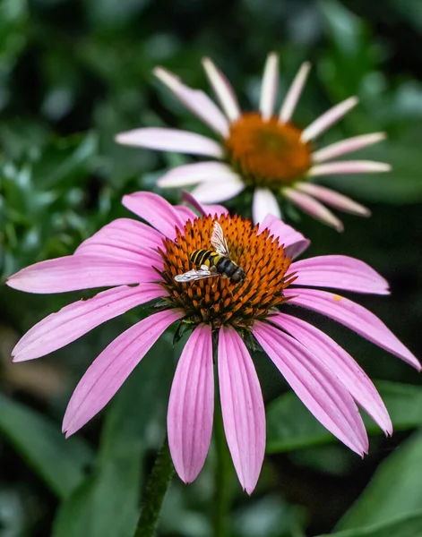 A Hover Fly feeds on a coneflower in a meadow at Gring's Mill, Berks ...