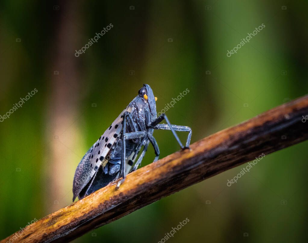 Una linterna manchada en una rama de sierra sobre un fondo natural ...