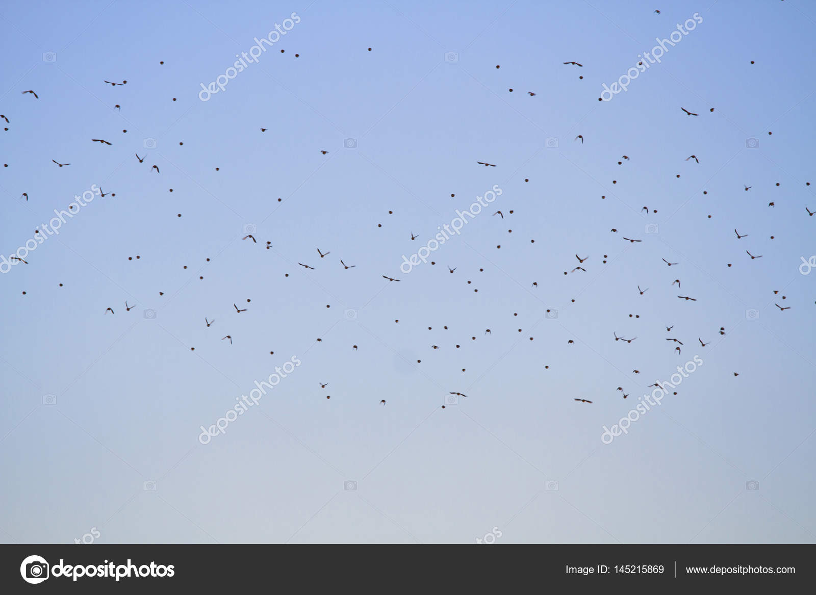 Birds flying in the sky on blue background — Stock Photo © accept001 ...