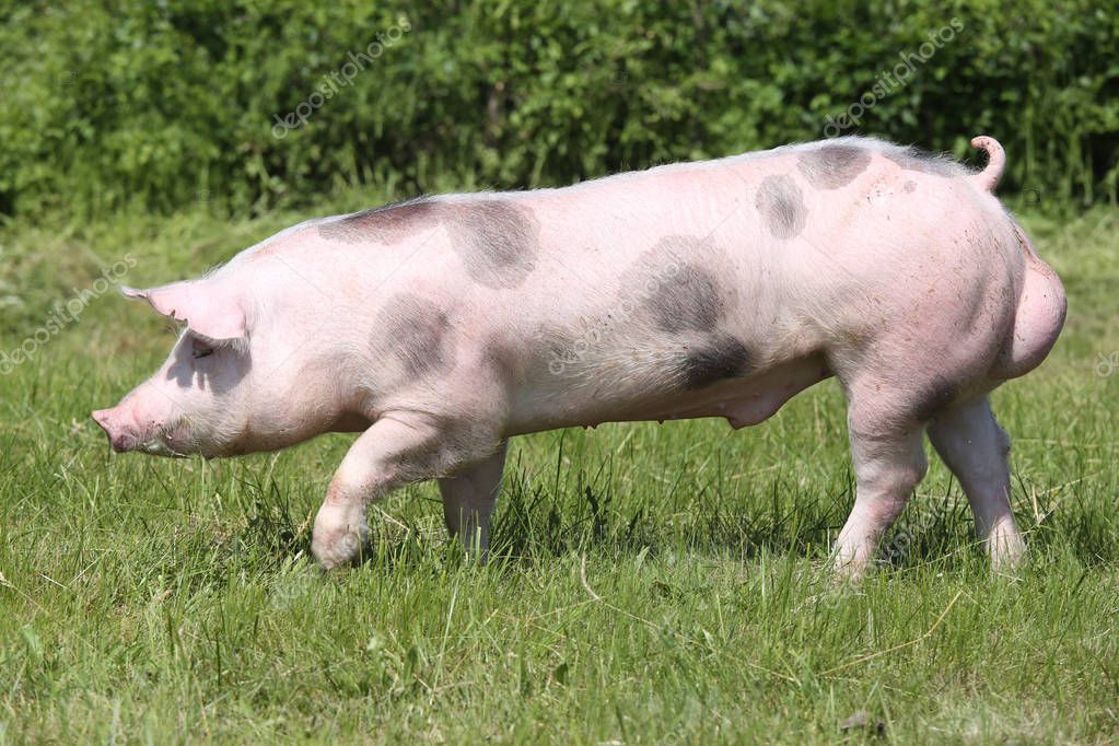 Side view photo of a pietrian young pig on the meadow — Stock Photo ...